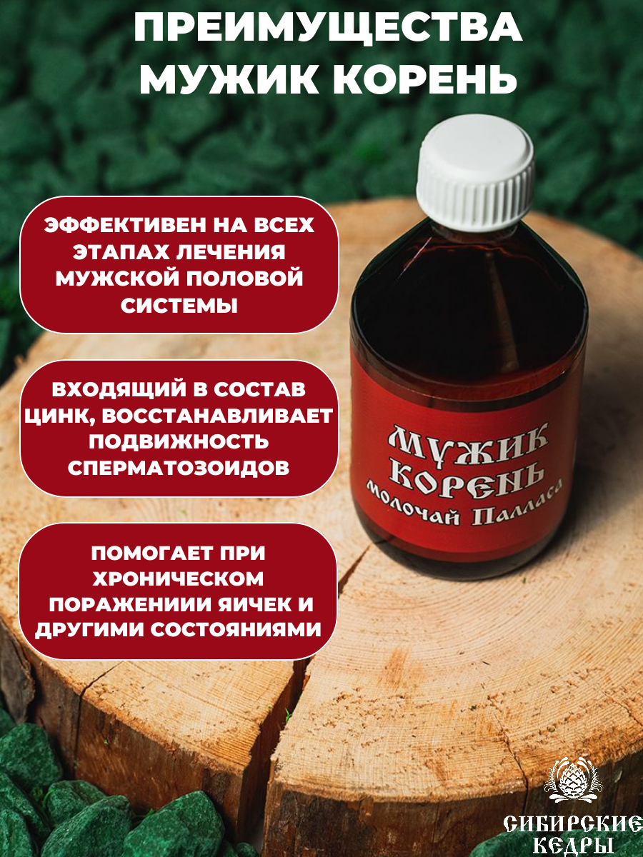 Мужик Корень - Сибирские кедры